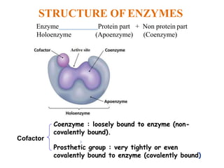 Enzymes | PPT
