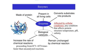 Enzymes.pptx