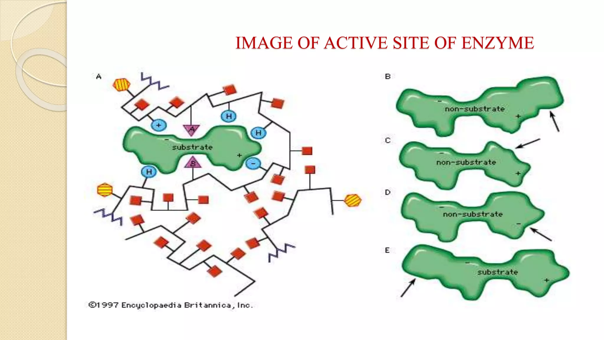 Enzymes- Overview | PDF