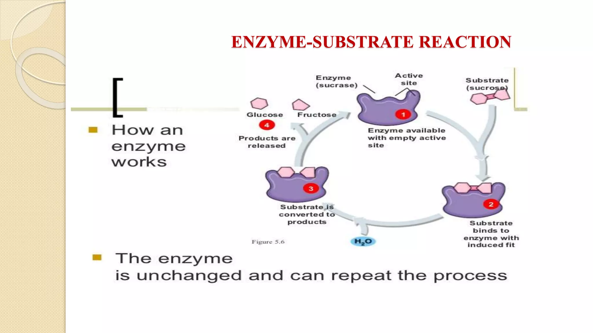 Enzymes- Overview | PDF