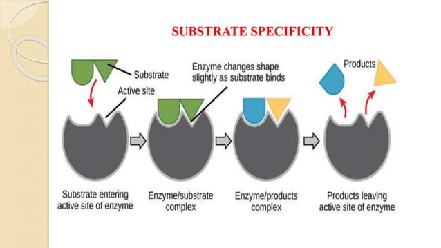 Enzymes- Overview | PDF | Chemistry | Science