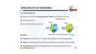 ENZYMES.pptx