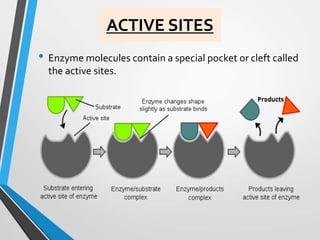ENZYMES, TYPE OF ENZYME, ENZYME SPECIFICITY INTRODUTION | PPT