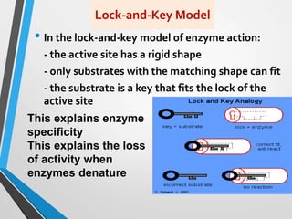 ENZYMES, TYPE OF ENZYME, ENZYME SPECIFICITY INTRODUTION | PPT