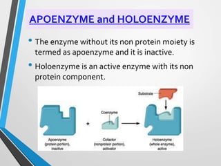 ENZYMES, TYPE OF ENZYME, ENZYME SPECIFICITY INTRODUTION | PPT