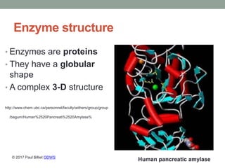 Enzymes.pdf