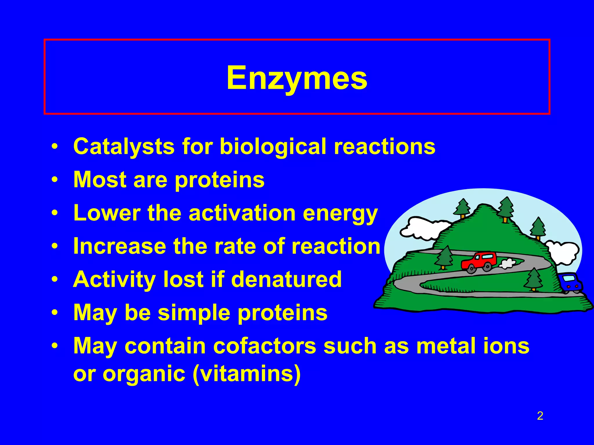 enzymes.ppt