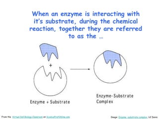 Enzymes.ppt