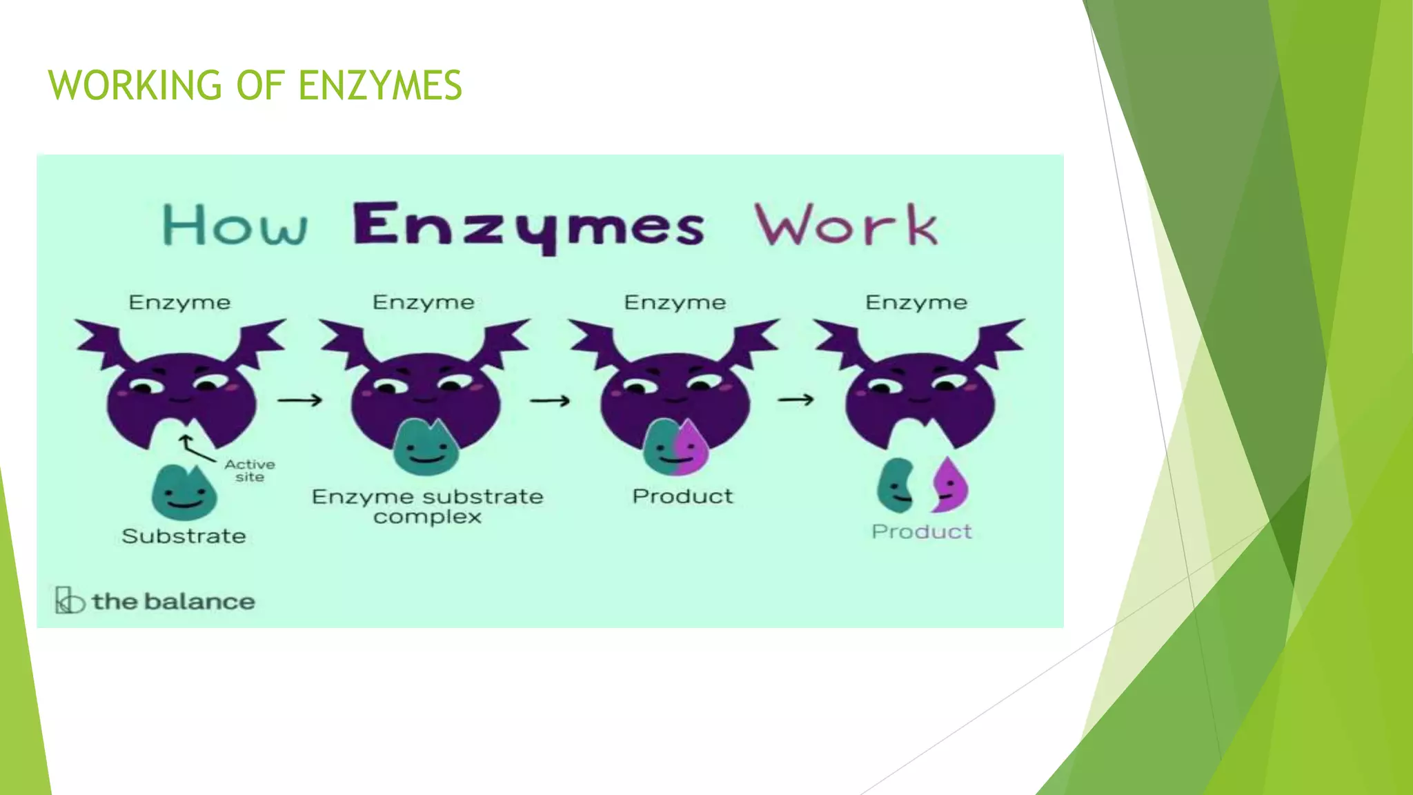 ENZYMES.pptx