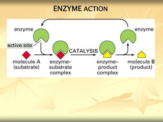 ENZYMES.ppt