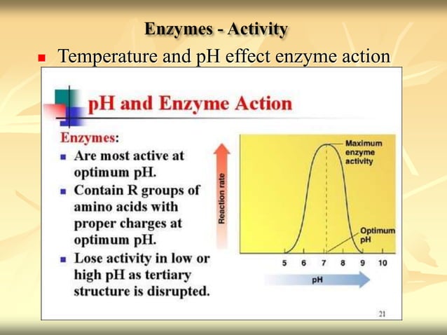 ENZYMES.ppt