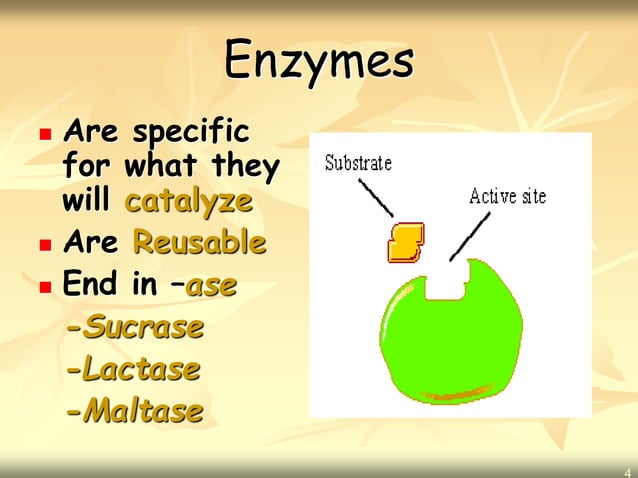 ENZYMES.ppt