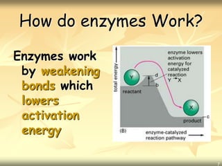 ENZYMES.ppt