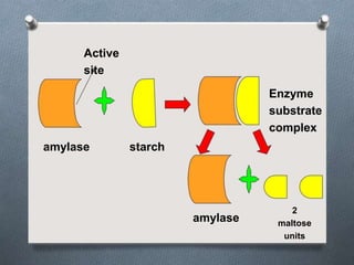 Enzymes.pptx
