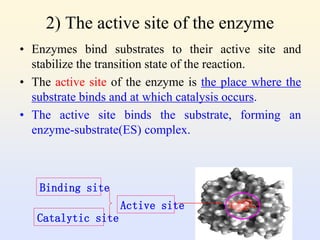 Enzymes.ppt