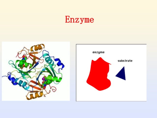 Enzymes.ppt