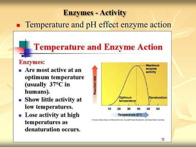 ENZYMES.ppt