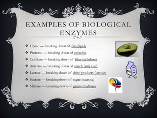 Enzymes Properties and Uses- For Grade 9 | PPT