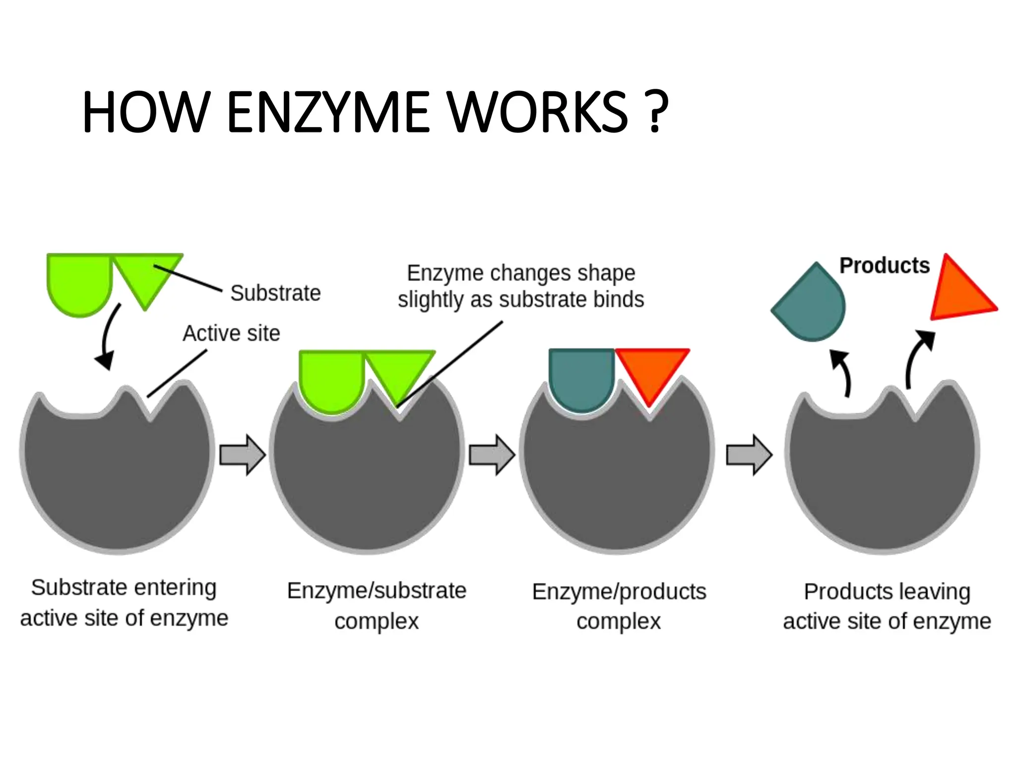 Enzymes.pptx