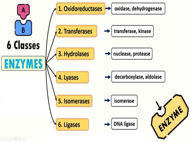 Enzymes.pptx