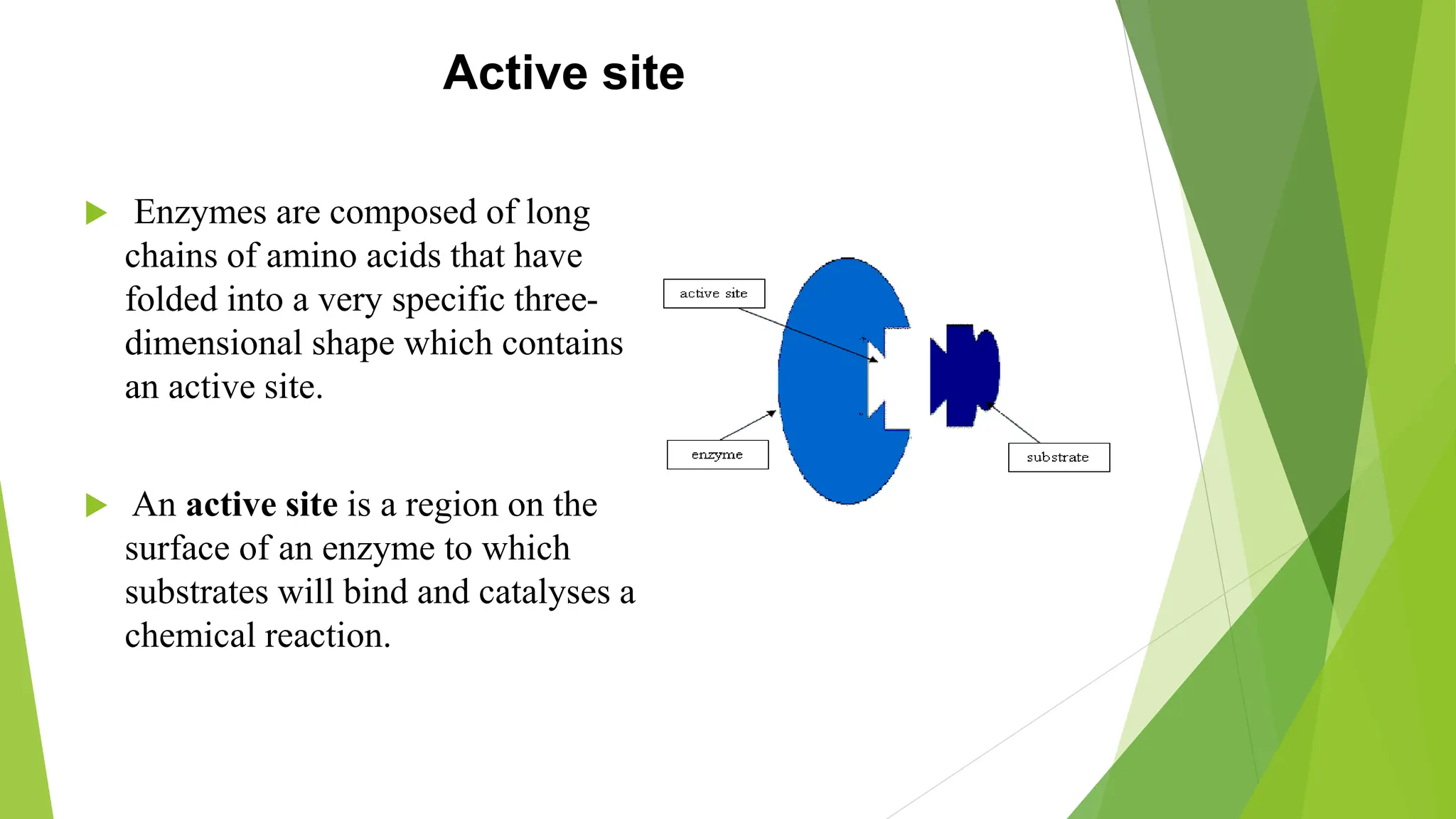 all about Enzymes 1234567891011121314.ppt