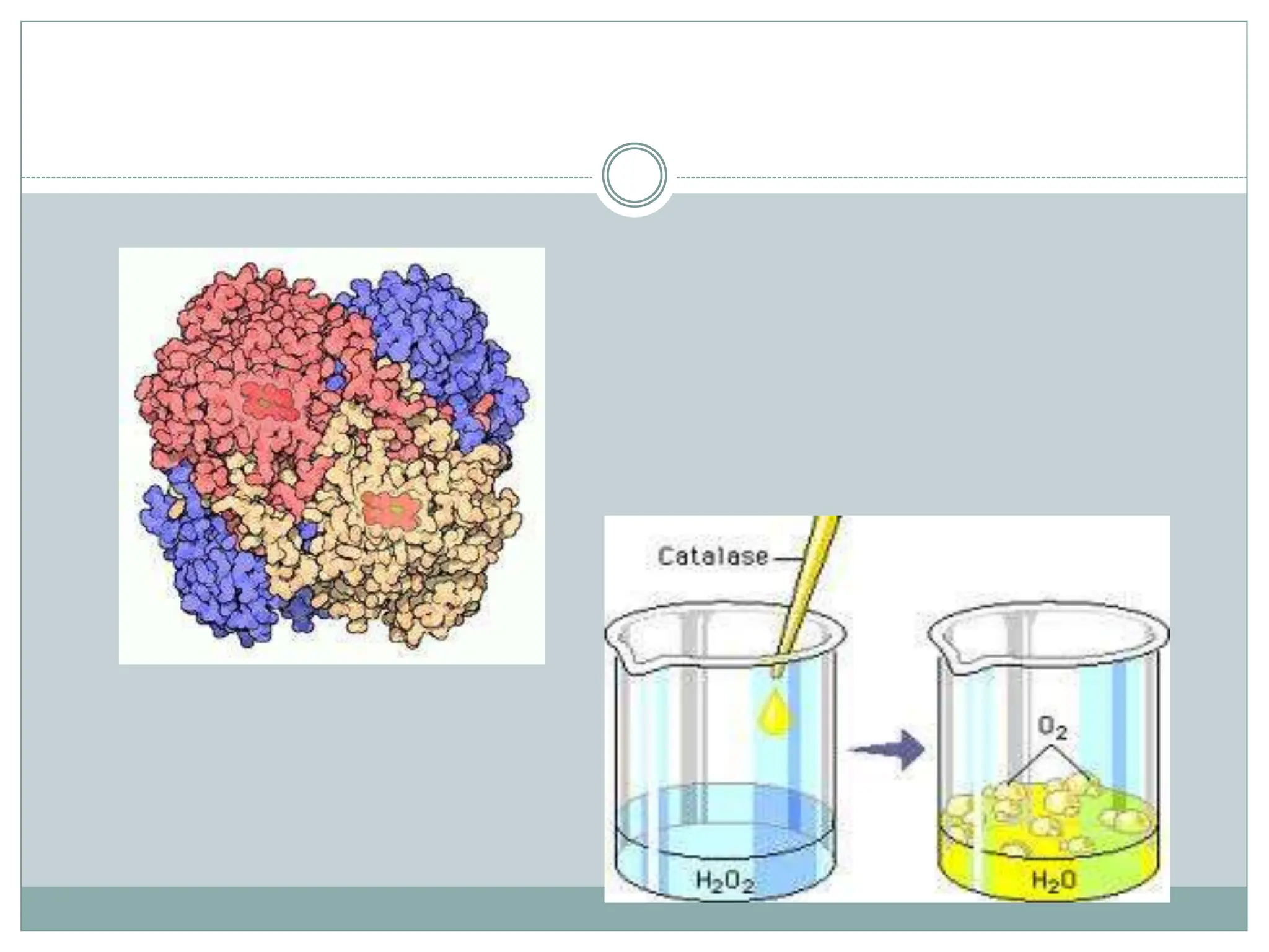 Enzymes structure and function struc.pptx