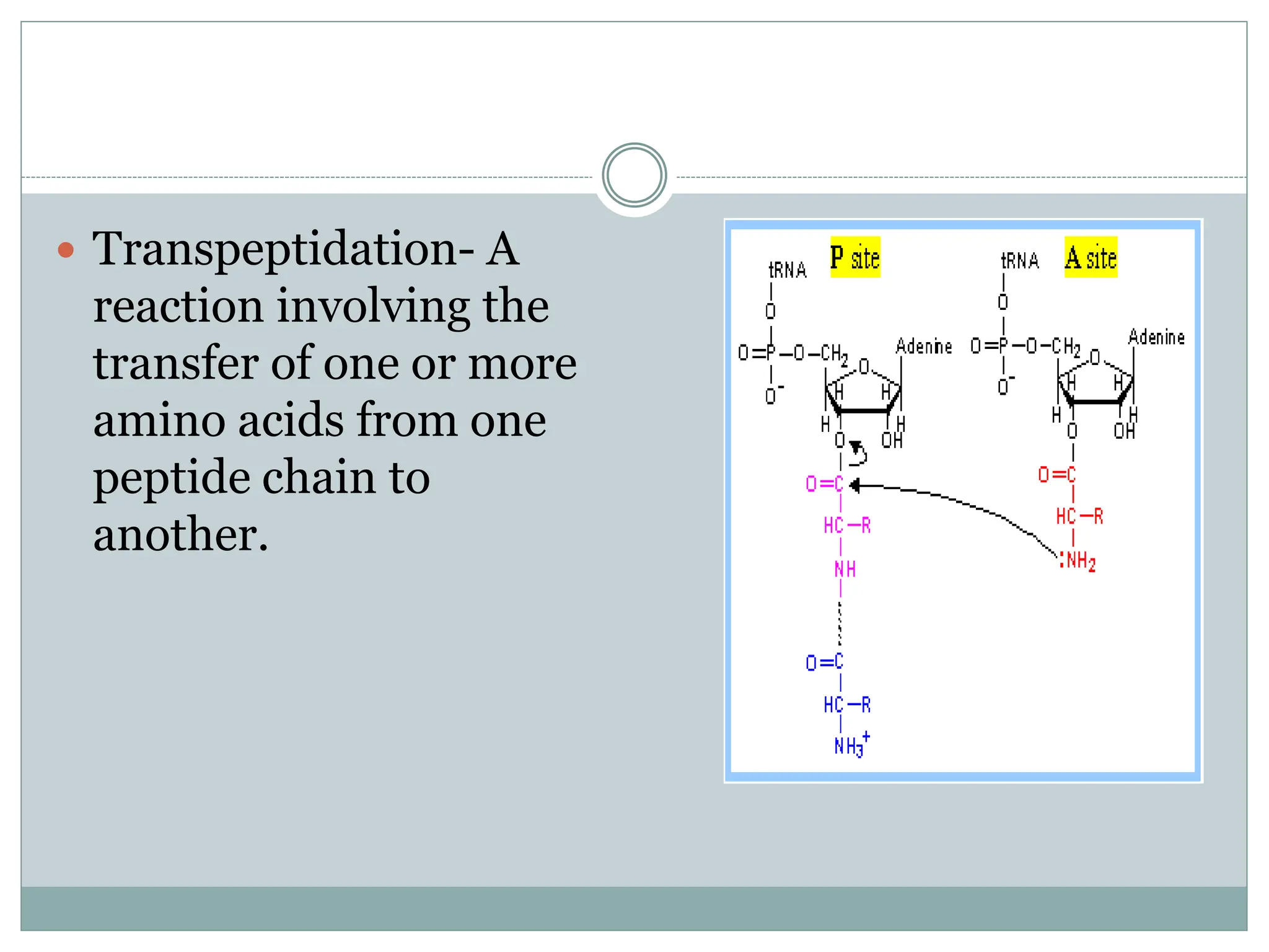 Enzymes structure and function struc.pptx