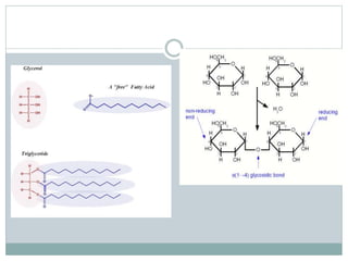 Enzymes structure and function struc.pptx