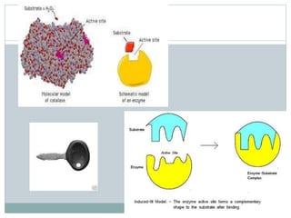 Enzymes structure and function struc.pptx
