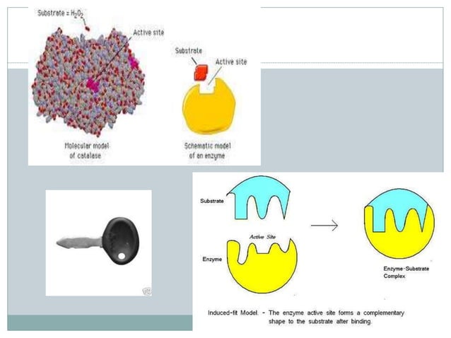 Enzymes structure and function struc.pptx