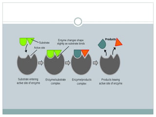 Enzymes structure and function struc.pptx