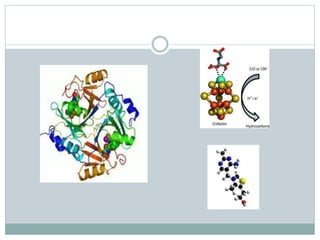 Enzymes structure and function struc.pptx
