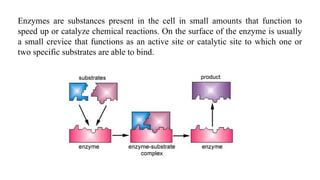 role of enzymes in food, their uses and applications | PPTX | Chemistry ...