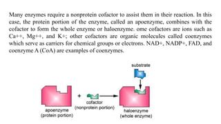 role of enzymes in food, their uses and applications | PPTX | Chemistry ...