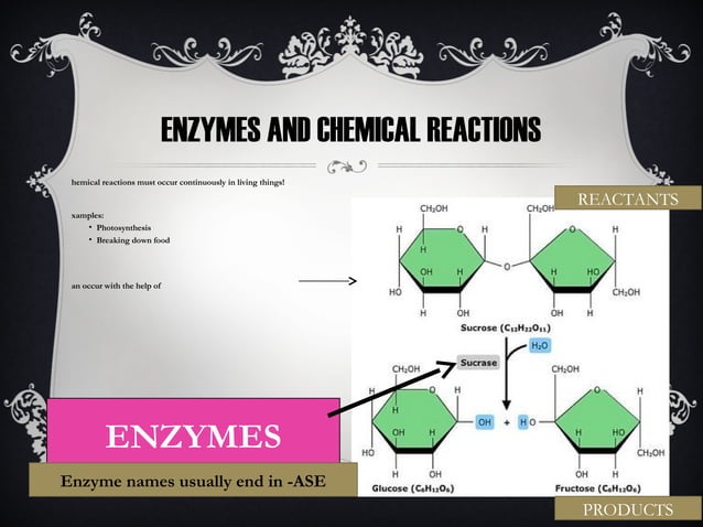 Enzymes and its structure on how it happen.ppt | Free Download
