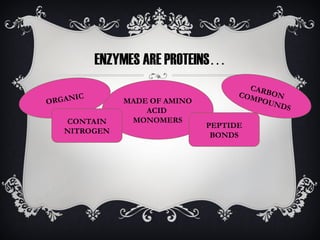 Enzymes and its structure on how it happen.ppt | Free Download