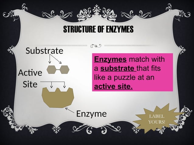 Enzymes and its structure on how it happen.ppt | Free Download