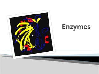 enzymes.-functions, sources .importance -characters. | PPT