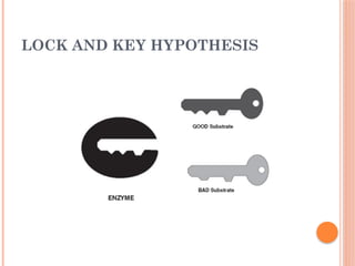 ENZYMES STRUCTURE,TYPES,REGULATION AND INHIBITION | PPTX
