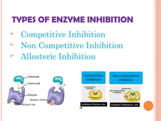 ENZYMES STRUCTURE,TYPES,REGULATION AND INHIBITION | PPT