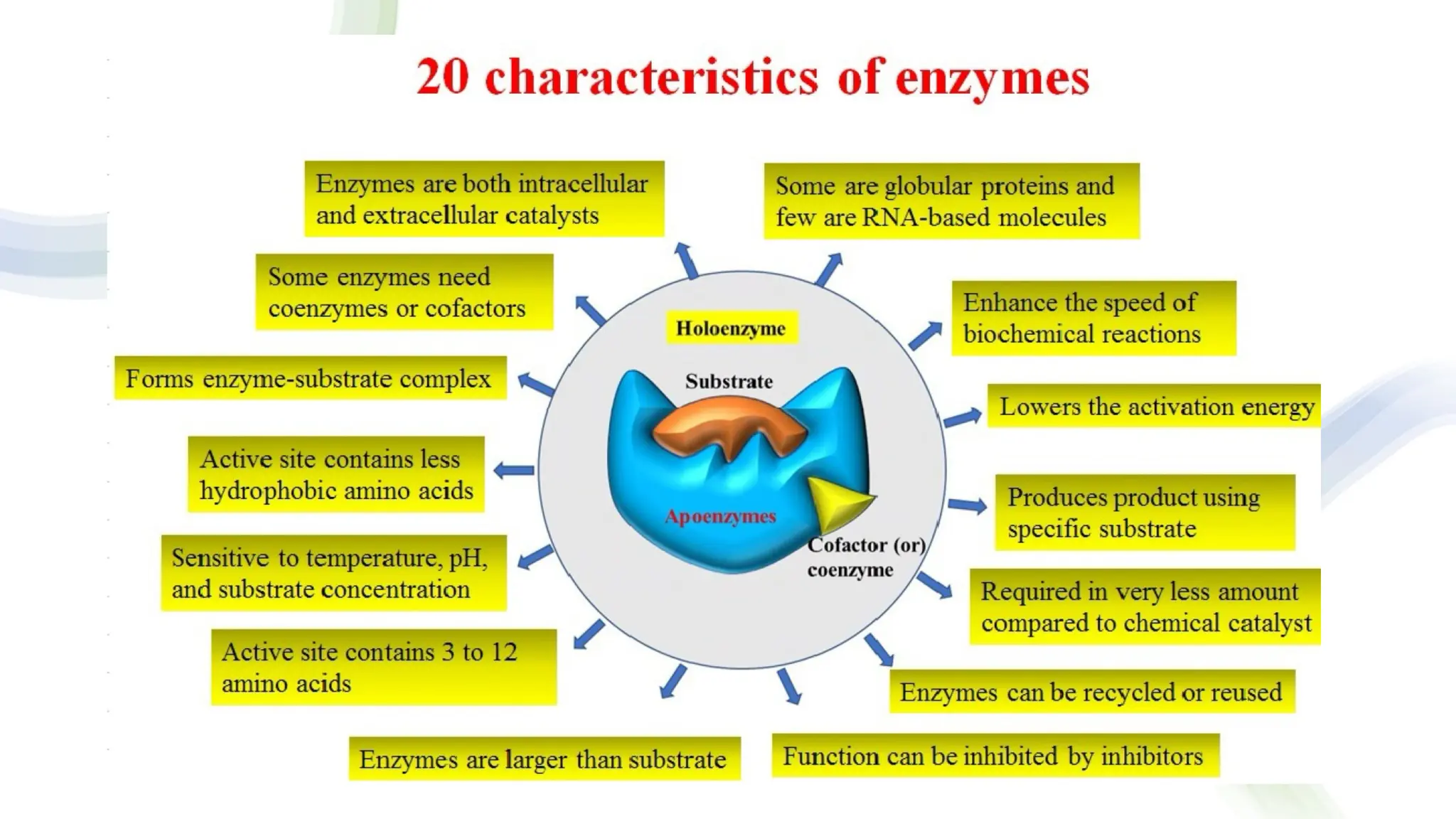 Enzymes.pptx bwjwjbevenwkshebshejjsjsbshs | PPTX