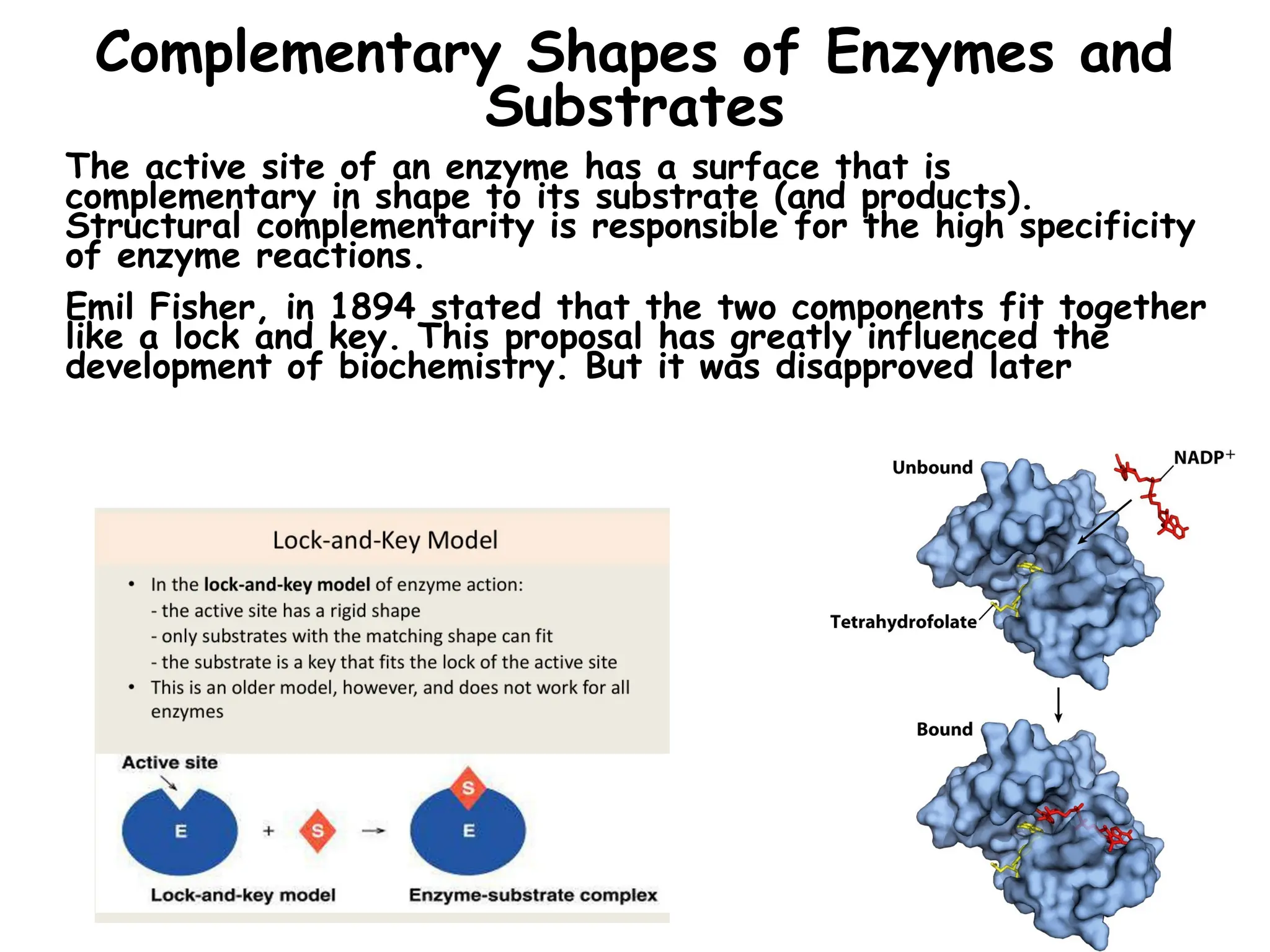 culture for typhae bacterial infection.ppt