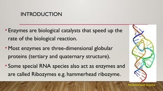 Introduction to ENZYMES.pptx general bilogy | PPTX