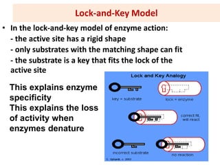 Enzymes Advance | PPTX