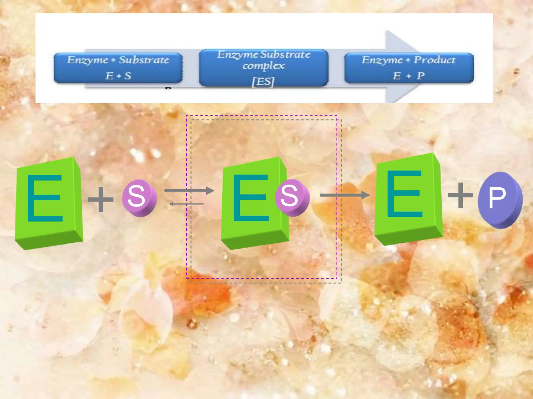 Enzymes-3rd-week.ppt enzymology, molecular biology | PPT
