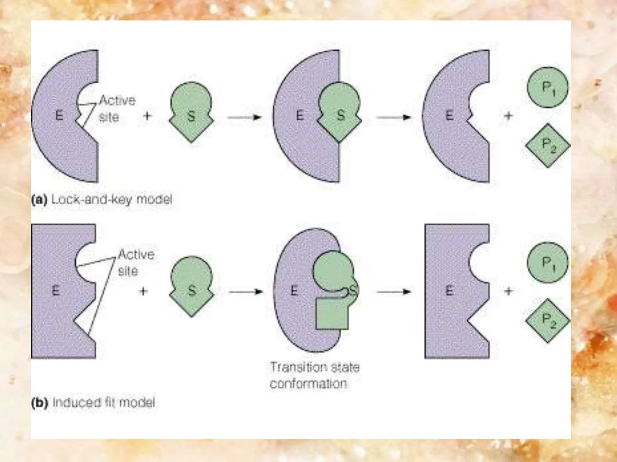 Enzymes-3rd-week.ppt enzymology, molecular biology | PPT
