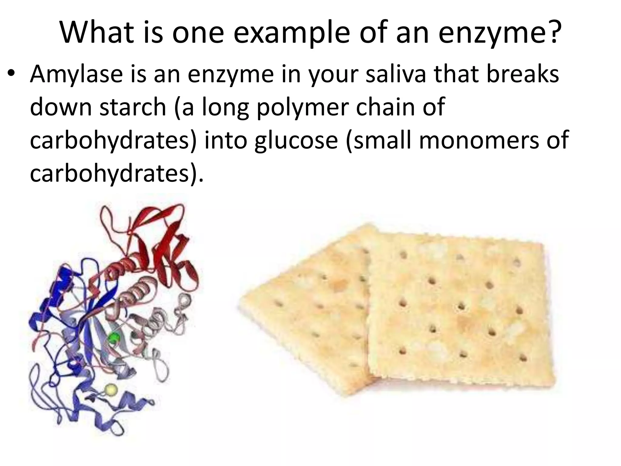 Enzymes and body organization | PPTX