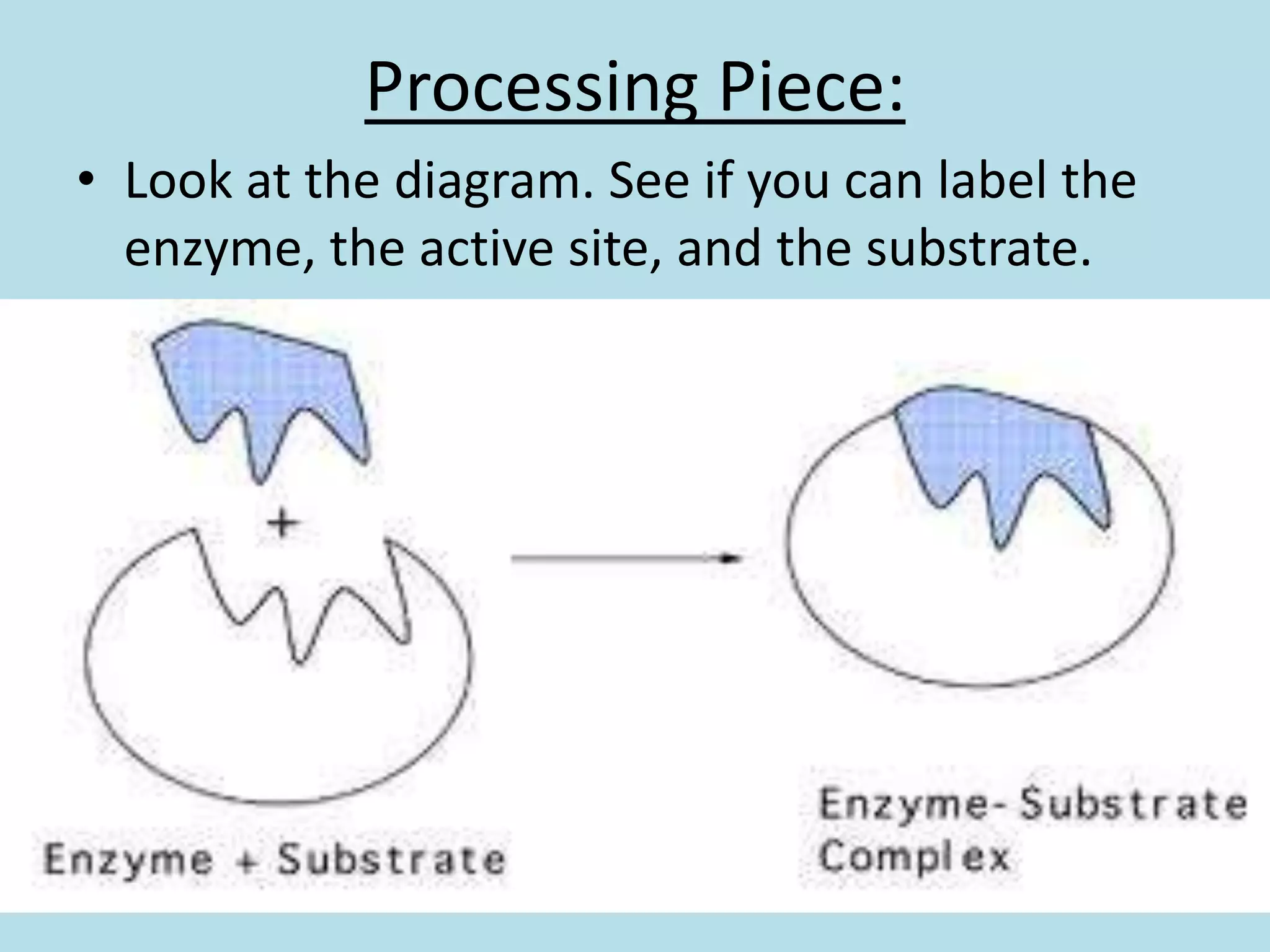 Enzymes and body organization | PPTX
