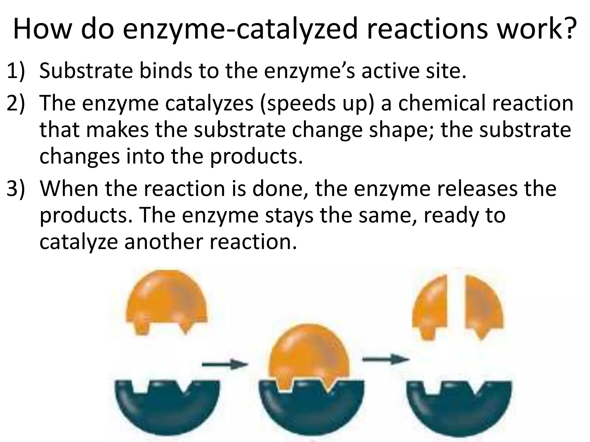 Enzymes and body organization | PPTX