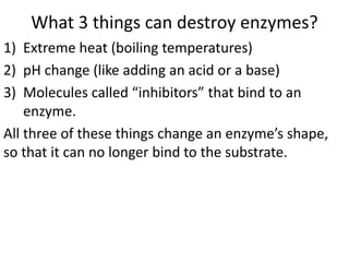 Enzymes and body organization | PPTX